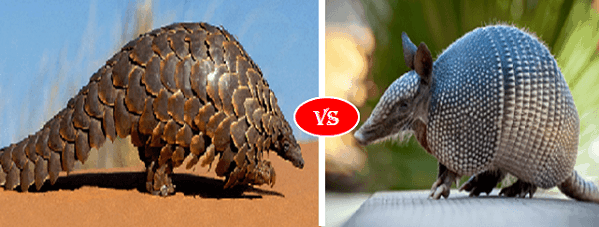 Armadillo vs Pangolin fight comparison, who will win?