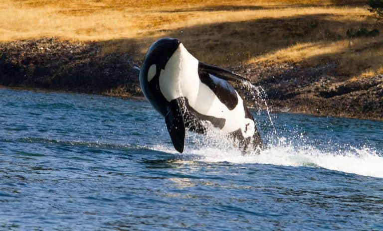 Baleia Azul Vs Orca Killer Whale Comparação de lutas - quem vai ganhar ...