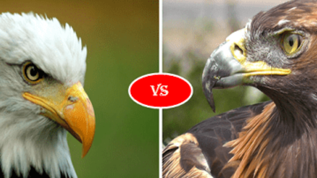 Golden Eagle Bald Eagle Size