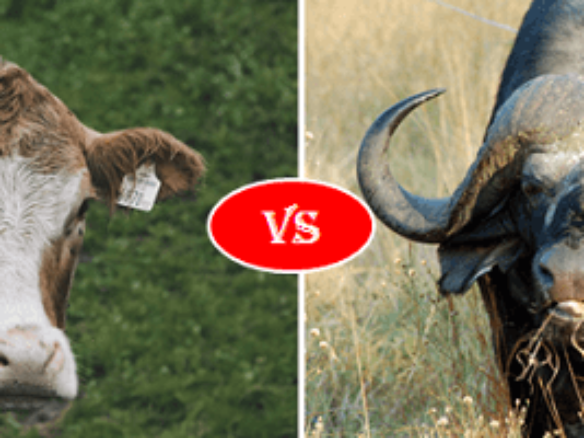 What Is The Difference Between Bull And Ox Proprofs Discuss