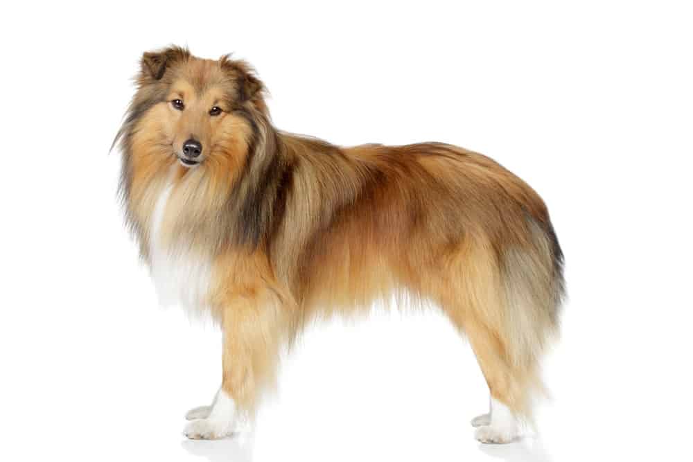 15 Dogs That Look Like Wolves: A Friend or a Foe - Animals Comparison