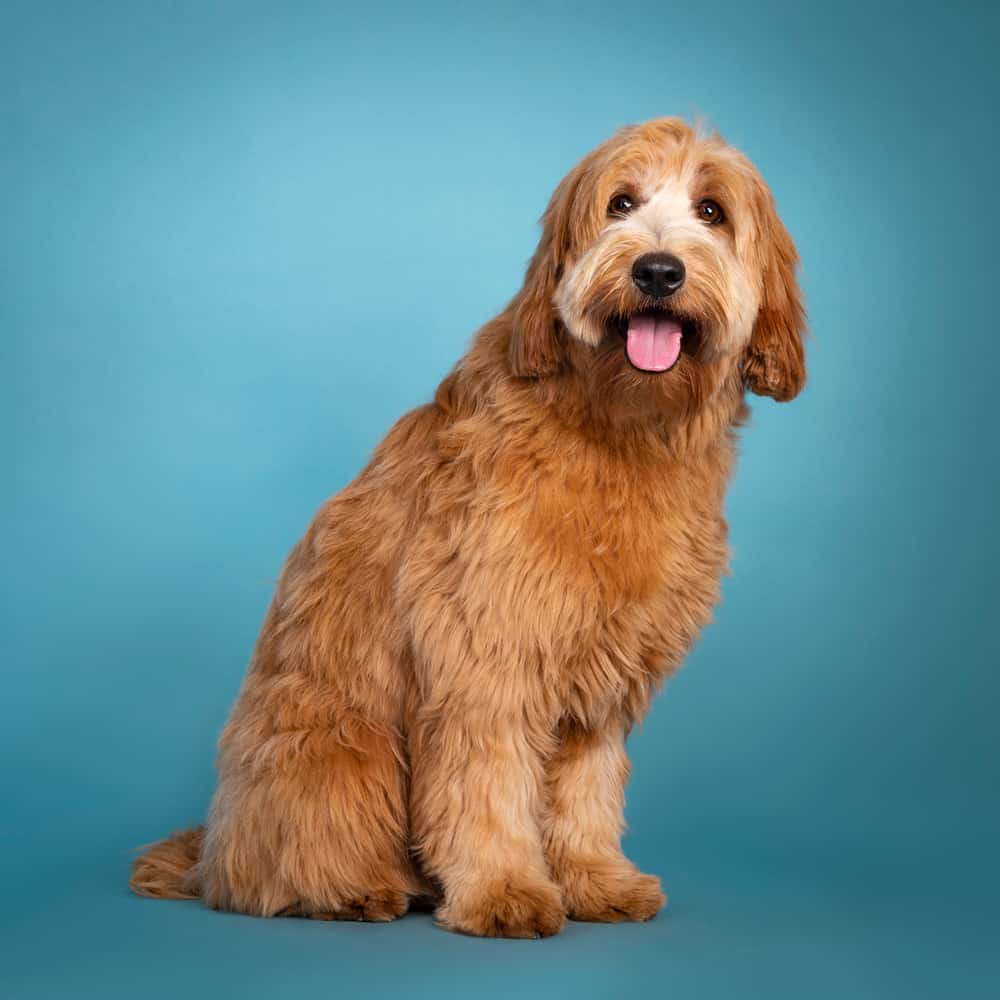 Labradoodle Ultimate Guide: Pictures, Characteristics, & Facts ...