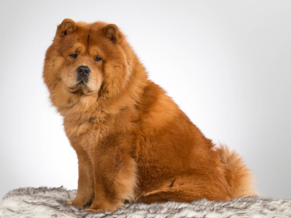 Chow Chow Ultimate Guide: Pictures, Characteristics, & Facts - Animals ...