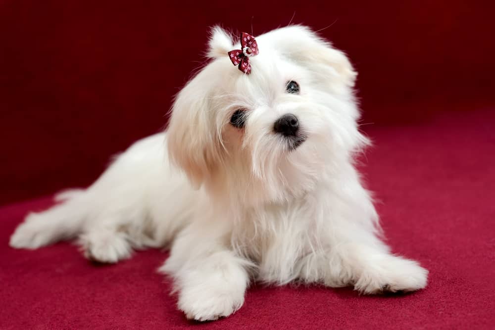 Maltese Ultimate Guide: Pictures, Characteristics, & Facts - Animals ...
