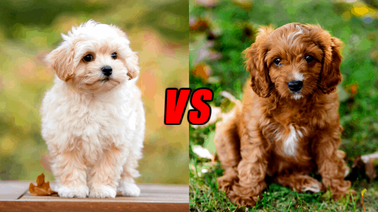 Maltipoo Vs Cavapoo Differences - Which One Is Better? - Animals Comparison