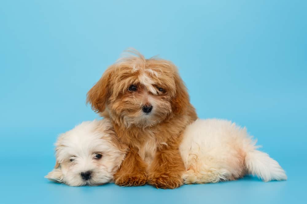 Maltipoo Ultimate Guide: Pictures, Characteristics, & Facts - Animals ...