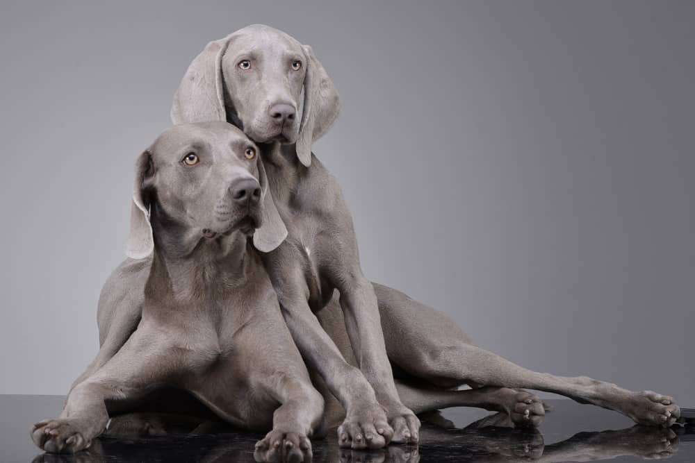 Weimaraner Ultimate Guide: Pictures, Characteristics, & Facts - Animals ...