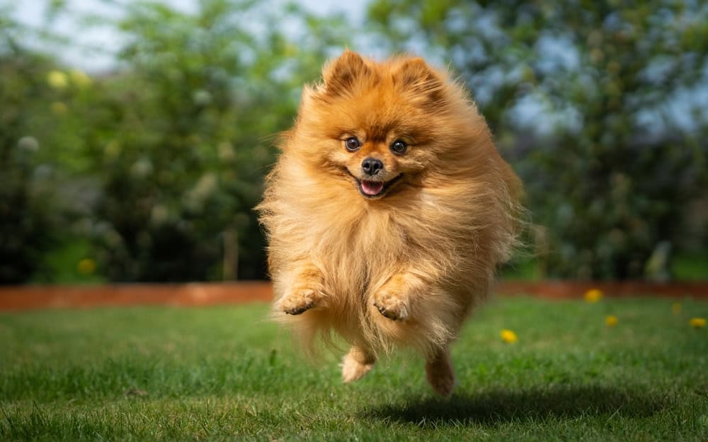 Types of Pomeranian: Discover the 6 Adorable Varieties! - Animals ...